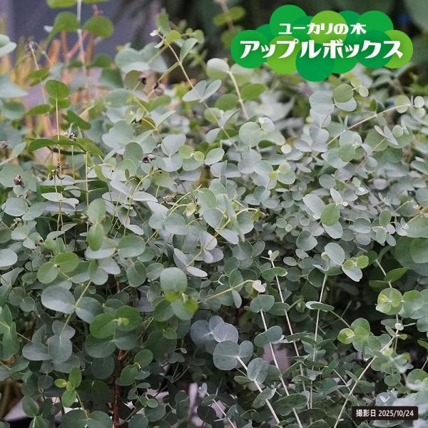 ●品種の特徴「アップルボックス」の若い葉はリンゴを切ったような形です。フラワーアレンジなどの切花や寄せ植えのアクセントに使います。ユーカリは成長するとどの品種も葉の形が変わり、細長い葉となります。枝を頻繁に剪定して樹形を抑えると、葉形を保つ...