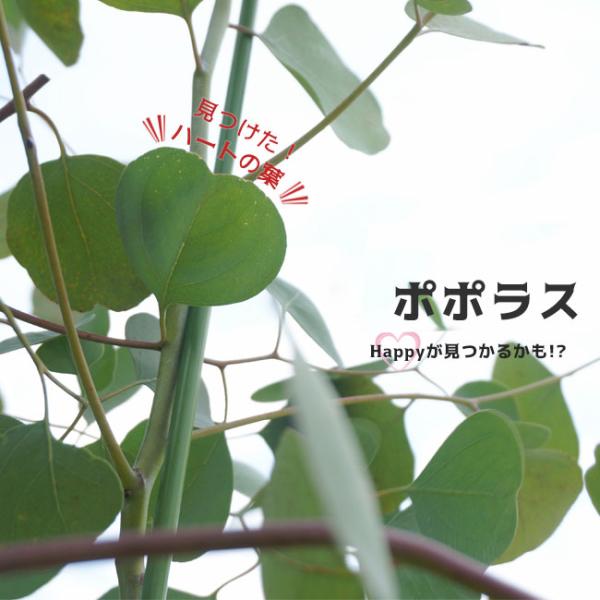 ●品種の特徴ポポラス （ポリアンセモス）はマルバユーカリという別名の通り、銀色の丸い葉がかわいい人気品種です。葉にはシトラス系の香りがあります。別名でハートリーフユーカリと言われるように、ハート形の葉を持ちます。時折隠れているハート型の葉が...