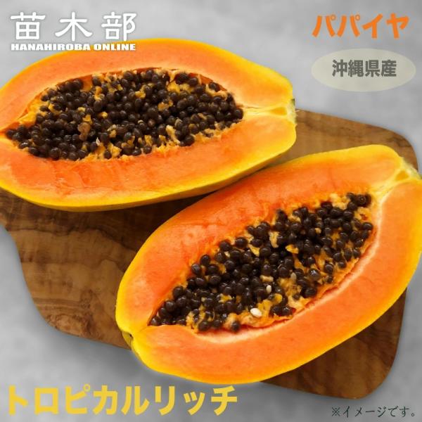 ●品種の特徴パパイヤ　トロピカルリッチは鮮明な橙赤色の厚みのある果肉で、しっかりした食感と甘さが特徴のパパイヤです。果重が2kg程になる大玉のフルーツ向き品種です。肉質も固く輸送性が高いです。元祖トロピカルフルーツといえば、「ぱぱいや」。別...