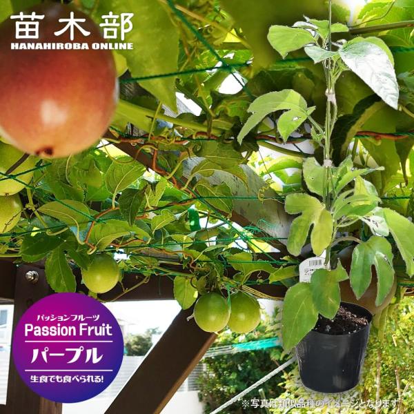 ●品種の特徴パッションフルーツ（パープル）は、クダモノトケイソウともいい、赤紫色をした交配種です。はじめは緑色、熟すと紫褐色になり、とても甘く、生で食べることができます。表面にしわが出てくると酸味が抜けて食べ頃になります。エドゥリスの赤紫系...