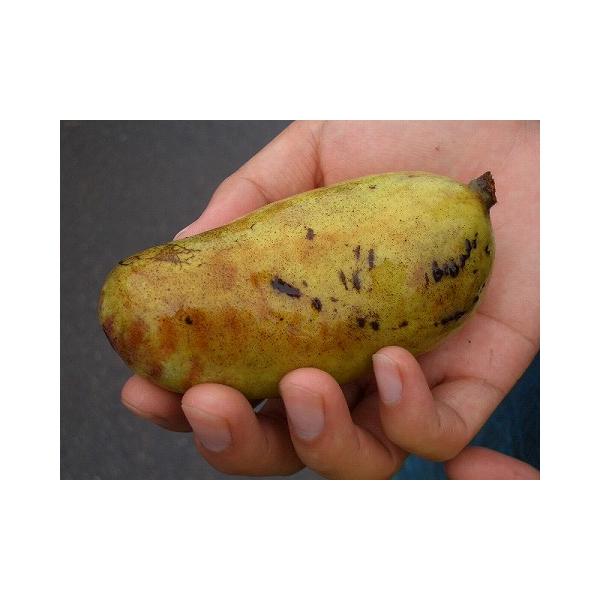 ●品種の特徴実生苗です。品種を特定して販売していない古くからあるポポーです。明治時代に日本にはいってきました。実生苗とは種から育ってきた苗木で品種名はありません。いわゆるポポーの雑種だからです。おしべとめしべが受粉して果実ができ、その果実の...