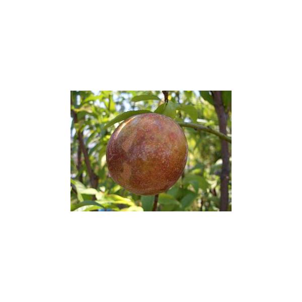 ●品種の特徴日本すももの早生品種。メスレーは卵のような形の丸形で、果重が約30g〜60g程度と小ぶりですが、その実は甘味が強く、酸味がほとんどないのが特徴です。果皮は黒紅色で、果肉は熟すと濃い紅色になっていきます。自家結実性があるため、1本...