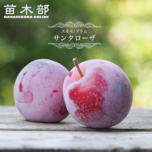●品種の特徴「サンタローザ」は別名「さんたろう」とも呼ばれ、日本すももとアメリカすももを掛け合わせた、100年以上の歴史があるスモモです。栽培しやすく日本でも人気があり、大石早生、ソルダム、太陽に次いで４番目に多く生産されています。肉質はと...