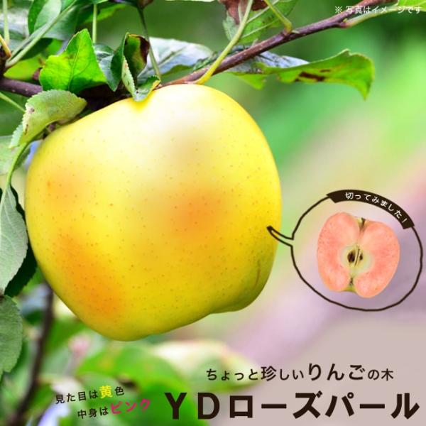 【発売日：2026年12月19日】●品種の特徴「ふじ」×「ピンクパール」を交配した中生品種のリンゴです。果実はが約350〜390g前後と大玉です。果実は黄色で(陽光面がわずかに赤色に色づきます。果肉はピンク色の珍しいリンゴになります。サビ（...