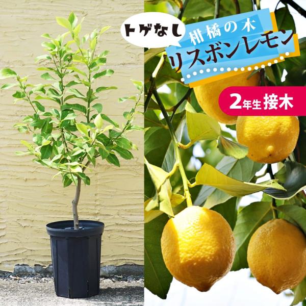 ●品種の特徴トゲなしリスボンレモン最大の魅力は「トゲ」です。従来のリスボンレモンはトゲが長く鋭いのに対して、トゲなしレモンのトゲはその1/3の長さ 1.5ｃｍなんです。しかも、成長するにつれて、そのトゲもだんだん無くなっていきます。レモンの...