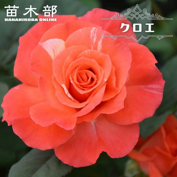 ●品種の特徴若々しく美しいという意味を持つ「クロエ」は濃いオレンジの花弁に気まぐれな白の絞りが入る印象的なバラです。剣弁高芯咲きのバラらしいバラ。巻きが多いのも特徴です。コンパクトな樹形に収まるので、鉢植えでも地植えでも楽しめます。枝立ちも...