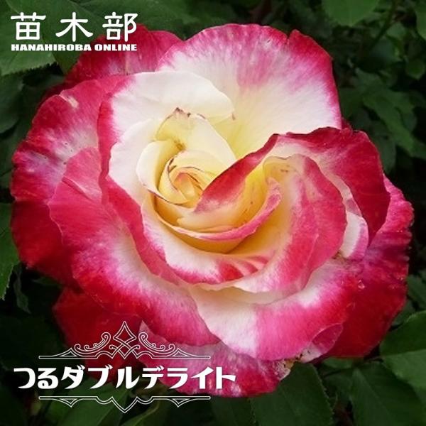 ●品種の特徴ダブルデライトの枝変わりのつる性品種です。四季咲き大輪木立性のダブルデライトは馴染み深いですが、こちらはつる性のダブルデライト。花の特徴はダブルデライトと同じです。クリームがかった白に赤色の覆輪咲きです。2つの花色と香りを楽しむ...