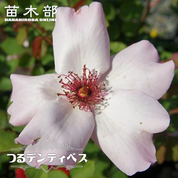 ●品種の特徴一重咲きで個性的な花の形で、香りの刺激的なクレマチスという雰囲気です。スパイシーなしゃきっとした香りが楽しめます。バラらしくない花の形ですが、香りはバラそのもの。大輪の波打つ薄いピンクの花弁が開くと、赤紫のおしべがひときわ目立っ...