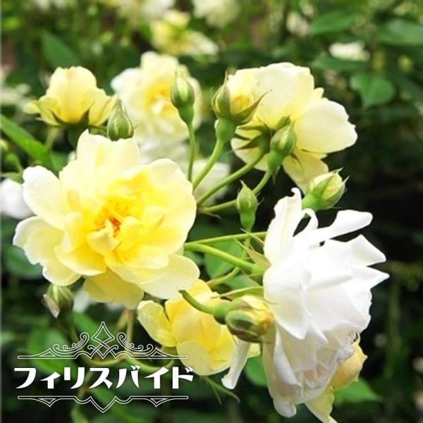 【発売日：2026年04月18日】●品種の特徴独特の花色で人気の高いつるバラです。蕾が開くと黄色の花弁の縁がゆっくりとサーモンピンクになっていき、満開になると淡いピンク色になります、そして、花弁が外側に反って平咲きになったら花色はほとんど白...