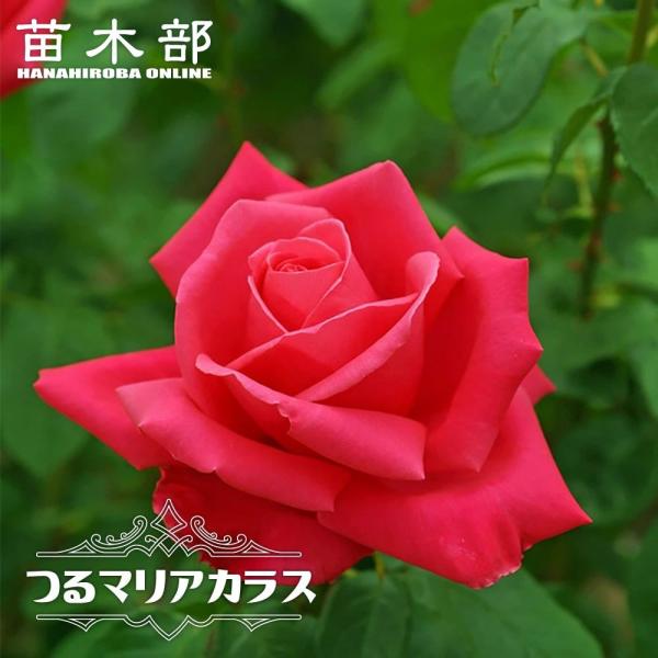 ●品種の特徴ローズピンクの自己主張が強い花を咲かせます。巨大輪の大きな花で、濃い緑の葉によって上品な雰囲気になります。香りも素敵なので切り花にしても素敵。耐寒性、耐暑性、耐病性に優れた丈夫な品種です。花もち良く、良く茂り、香りも良い。丈夫で...