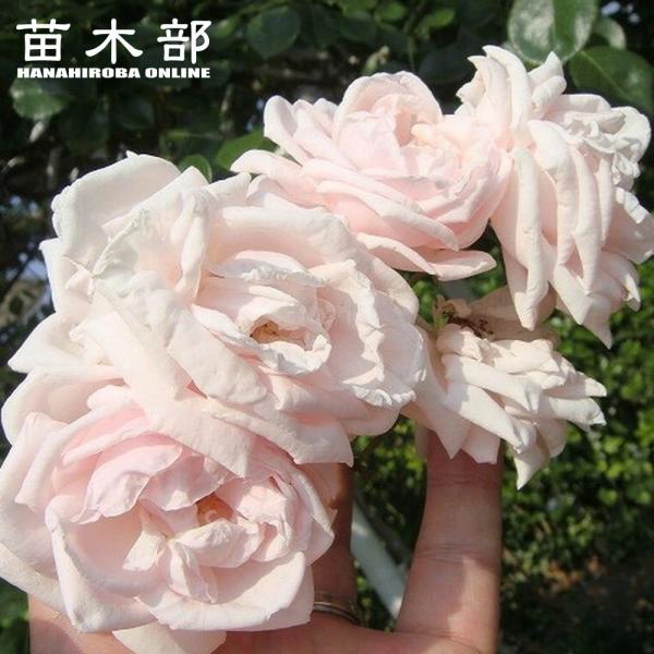 ●品種の特徴やわらかなピンクの花色と半八重のカップ咲きの花形です。軽い芳香があります。遅咲き品種です。繰り返し良く咲きます。１枝に５輪ほどの房咲きになります。黒点病に強く、耐病性があり、薬剤散布はほとんど不要です。 樹勢も強く、半日陰でも良...