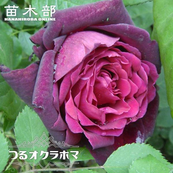 ●品種の特徴黒バラに近い。ゴージャスで大人っぽい花。早咲きの強健種。半剣弁高芯咲きで、フルーティーな強い香りを放ちます。半横張性で樹高1.4m位に生長します。 本によっては直立性に分類されることもあります。銘花パパメイアン、ミスターリンカー...