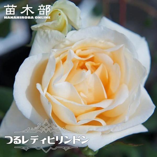 ●品種の特徴名花「レディヒリンドン」の枝変わりしたつる性品種。ヤマブキ色の半剣弁高芯咲きです。春の花色は淡く、秋は濃くなります。良く伸びる枝にアプリコットイエローの花がうつむいて咲き、ティーの芳香を漂わせながら優雅な空間を創りだします。香り...