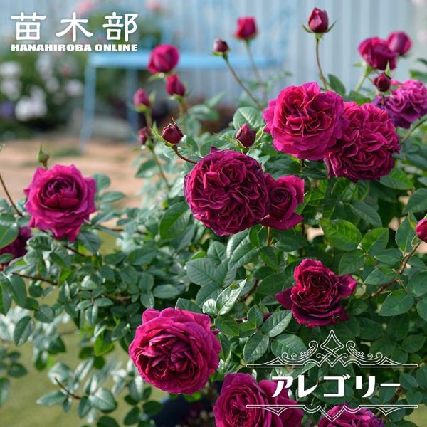 ●品種の特徴深い赤紫の花をロゼットに咲かせ、葉はつややかな明るい緑色。重厚な花色に添えられた柔らかな葉の対比が美しい、趣深いバラです。そして魅力は花だけではなく、濃厚なダマスク香もお楽しみ頂けます。樹勢や耐病性にはやや不安が残るものの、１ｍ...