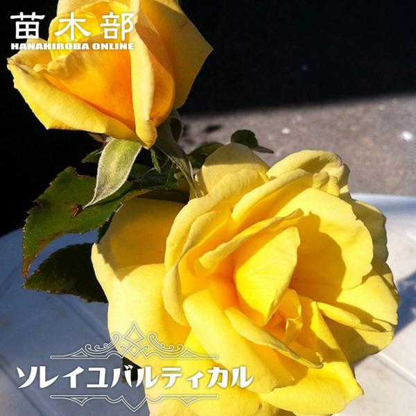 ●品種の特徴鮮やかな黄色の花。時折オレンジの縁取りが入ります。咲き進むと外側の花弁がクリームイエローになります。ひらひらの花弁の切れ込みがフリル状になる華やかな花です。香りは石鹸のような甘い香りです。耐病性も強い四季咲きのショートクライマー...