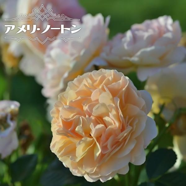 ●品種の特徴アメリ・ノートンは、花弁にフリルと切れ込みが入る華やかなバラです。オレンジのニュアンスを帯びたクリープイエローの花色です。最初は黄色がかっていて、咲きすすむとクリームピンクに変わります。3〜5輪の大輪房咲きになります。樹形はコン...
