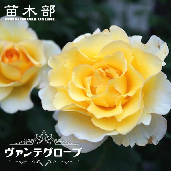 ●品種の特徴フリルとシャーリングの入った花弁の大輪花。非常に鮮やかなビタミンイエローで、時おり花弁の縁にオレンジ色をさします。花弁の縁が波打つ感じがきれいなバラです。花もちもよい。四季咲き性が強く強香。半直立性のブッシュタイプで、鉢でも庭で...