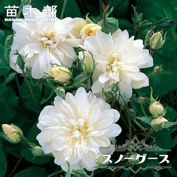 ●品種の特徴スノーグースは細いしなやかな枝のランブラー。繰り返し咲きます。大きなスプレーになり、輝くような白い花がポンポンつきます。甘いムスク系の香りです。枝はとげが少なめで、まっすぐですので使い勝手が良く、アーチや壁面、フェンス、トレリス...