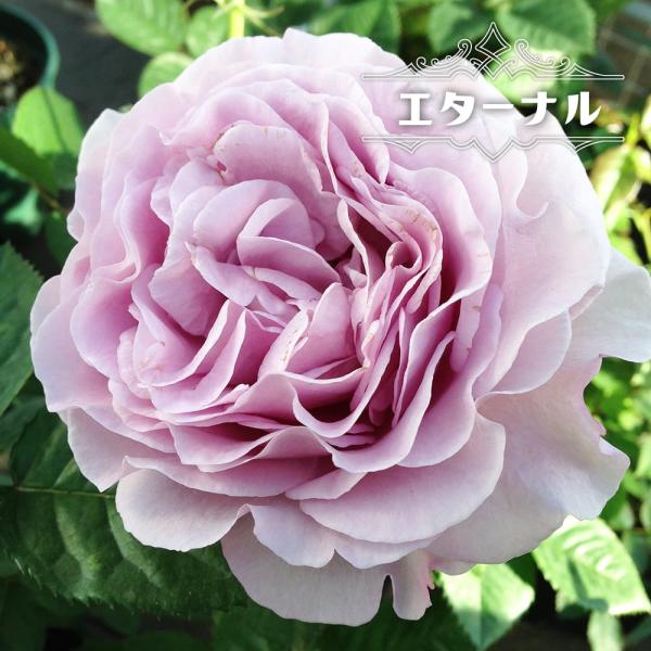 ●品種の特徴永遠を意味する「エターナル」は、波状剣弁咲きの上品で美しい淡いパープルの大輪花が魅力。また、花は房咲きになりたくさんの花を咲かせます。80cm程のコンパクトな木立性で、鉢植え栽培や地植えでも楽しめます。可憐な容姿に似合わず、ブル...