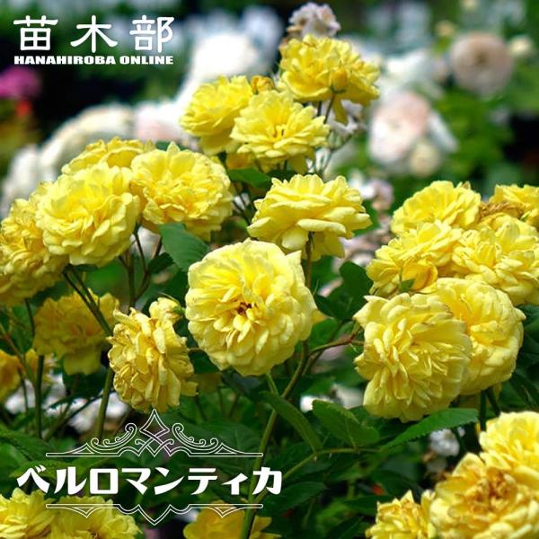 ●品種の特徴明るい印象の景観作りにおすすめです。視線を集めるほどすばらしい花色。濃黄色の小ぶりの花をすずなりに咲かせ、庭を明るく彩ります。花にはさわやかな香りがあります。葉は淡緑色で、レモンのような黄色の花色とのコントラストがさわやかな丈夫...