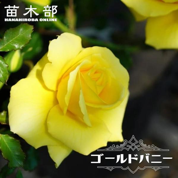 ●品種の特徴鮮やかな黄色なので、ゴールドバニーの花が開花すると、当店のバラ苗コーナーの中でもひときわ目を引く品種です。ゴールドバニー　【金色のうさぎ】という意味です。お庭にひときわ輝く、うさぎちゃんはいかがでしょうか。超多花性の名品種です。...