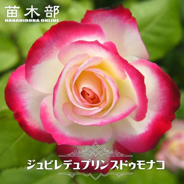 ●品種の特徴ジュビレ・デュ・プリンス・ドゥ。モナコは白地に濃いピンクのふちどりがとってもキレイです。人目を引く事間違いなし！花付きが良く、花もちも良いです。育てやすい品種です。うどん粉病に強い。白から鮮やかな赤に変化する花色。大変華やかな花...