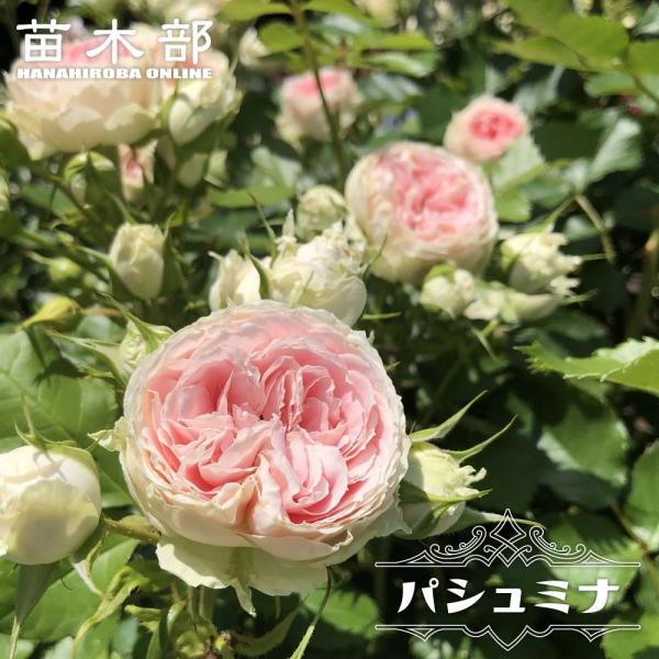 ●品種の特徴白花の中央に薄い桃色の花びらがぎっしり詰まっています。コロコロとした花形がとても愛らしい♪花もちもよいです。花束のような房咲きになります。花の色は外側はオフ白、フチや筋に沿って緑色を帯びます。中心部は明るいピンク色です。開花した...