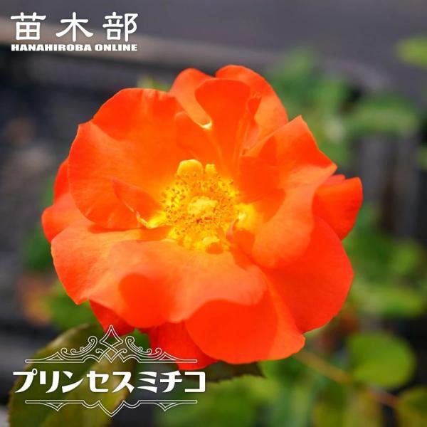 ●品種の特徴花つき、花もち共に良い温かさが伝わるオレンジ色の花です。秋の花色は特に素晴らしい。寒冷地ほど花色がすばらしいです。半八重咲き。 切花にも良い。うどん粉病、黒点病にかかりやすいので、薬剤散布で防除が必要です。天皇家の美智子様が皇太...