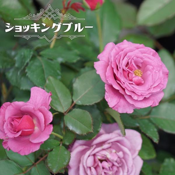 ●品種の特徴青と言うより、赤紫色の花で、強いダマスク香を放ちます。寒冷地では茶色を帯びた花色が咲くこともあります。わずかにウェーブする花弁が独特な半剣弁高芯咲きで、花つきもよく、花もちも良いです。切花用の品種として流通しましたが、ガーデンロ...