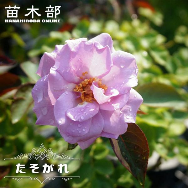 ●品種の特徴「たそがれ」は淡い藤色の花色で柔らかい印象の丸弁平咲きです。自然な風合いでナチュラルガーデンにおすすめの初心者向け品種。宿根草などともよくあいます。ラベンダーピンクの半八重の丸弁平咲き。花弁は少し波打っています。花つきが良く、大...