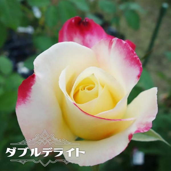 【発売日：2026年04月18日】●品種の特徴多くの賞を受賞している。香りの銘花として有名な品種です。クリームがかった白に赤色の覆輪咲きです。2つの花色と香りを楽しむことのでき、秋の花は見事！2重の喜びの意味で美しい花色（喜びひとつ！）と、...