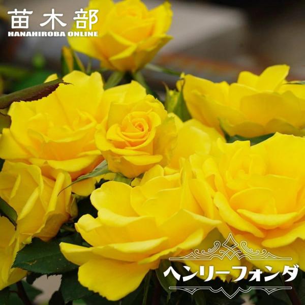 ●品種の特徴すんだ鮮やかな濃い黄色。黄色系では最高の品種のひとつです。早咲きで花つきも良いです。わい性なので鉢植えでも育てやすいです。スタッフの選んだベストローズ（一番好きなバラ）。春の訪れとともに真っ先に咲きます。元気が出る黄色の花です。...