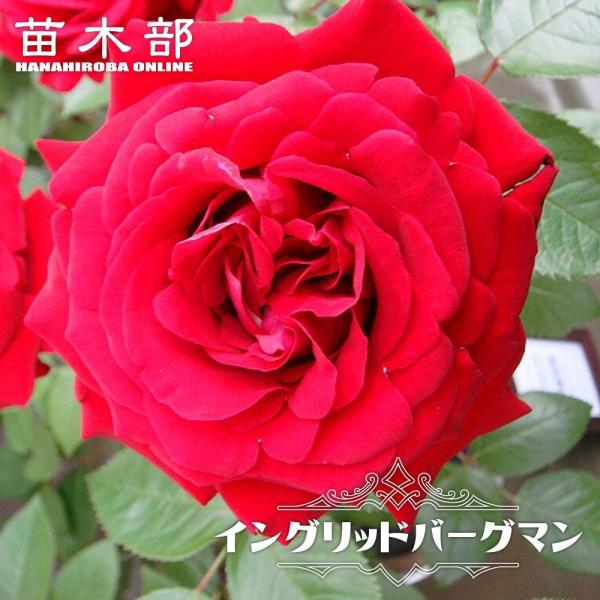 ●品種の特徴ふくよかな大きな赤い花を咲かせるイングリッドバーグマン。写真は国際バラとガーデニングショーで撮影しました。コンテスト向けの花姿がゴージャスで葉っぱも美しいバラです。はっきりとした赤と緑の葉っぱのコントラストがいいですね！まるで絵...