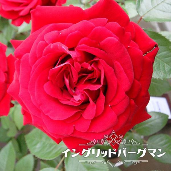 【発売日：2026年04月18日】●品種の特徴ふくよかな大きな赤い花を咲かせるイングリッドバーグマン。写真は国際バラとガーデニングショーで撮影しました。コンテスト向けの花姿がゴージャスで葉っぱも美しいバラです。はっきりとした赤と緑の葉っぱの...