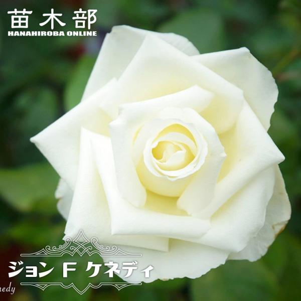●品種の特徴第35代アメリカ合衆国大統領の名前を冠する白色花の銘花です。白い花弁はしっかり整った花型をしており、時折少し緑がかかるのが特徴的です。葉は光沢があり細長い個性的です。強健で半直立状に伸びます。ハイブリッド・ティーローズ系のバラは...