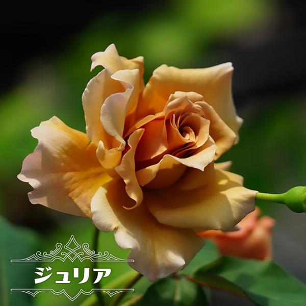 【発売日：2026年04月18日】●品種の特徴アンティークな魅力ある花です。茶色系の微妙な色合い、シックでエレガントな雰囲気で切花でも大変人気の品種です。半剣弁盃状咲きで、花びらが軽やかなフリルのようになります。可憐でおおらかな美しさと品の...