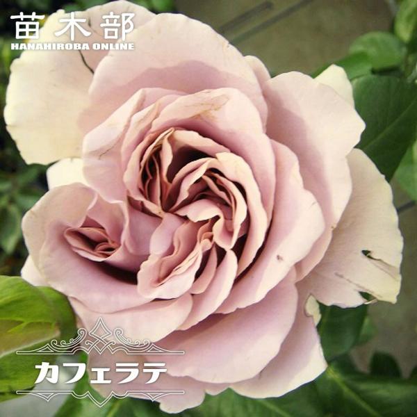 ●品種の特徴深みを帯びたカフェラテのような花色は、シックで大人の魅力をかもし出します。開花時の花形も、花色に合ったクラシカルな雰囲気です。独特のスパイシーな香りがあります。花もちはよく、切花でも人気の品種です。花弁数35〜40枚ハイブリッド...