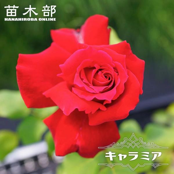 ●品種の特徴花もちが良く、深いベルベット色の美しい花色です。切花用品種として一世を風靡した名花。樹高は１.5〜1.8mと大きく伸びます。つるバラのように扱うことも出来ます。花枝も長く伸びますので、枝を長く必要とする場合の切り花にもおすすめ。...