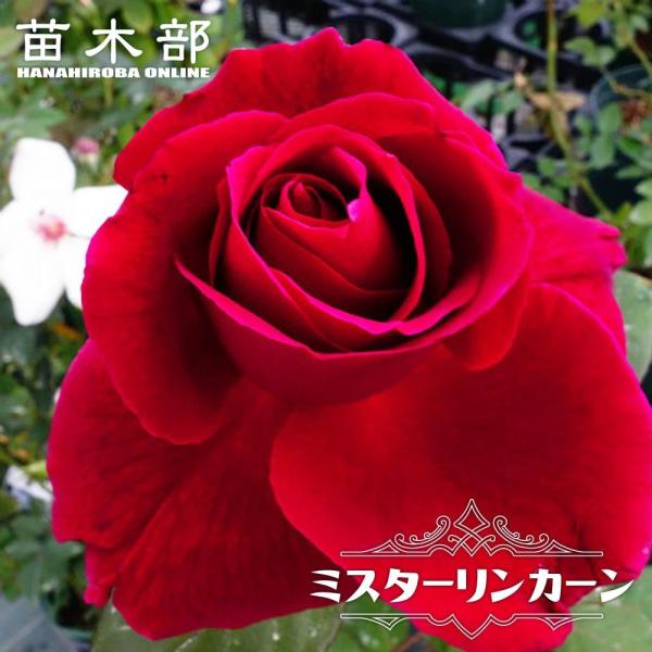 ●品種の特徴花つきよく、真紅の花色で早春や晩秋に花に黒みがかかり冴えた色になります。頑固一徹の初代アメリカ大統領にちなんだバラで、さすがに頑固でしっかりとした花。実は、パパメイアンとオクラホマとは両親ともに同じ血をひく兄弟品種です。強い香り...