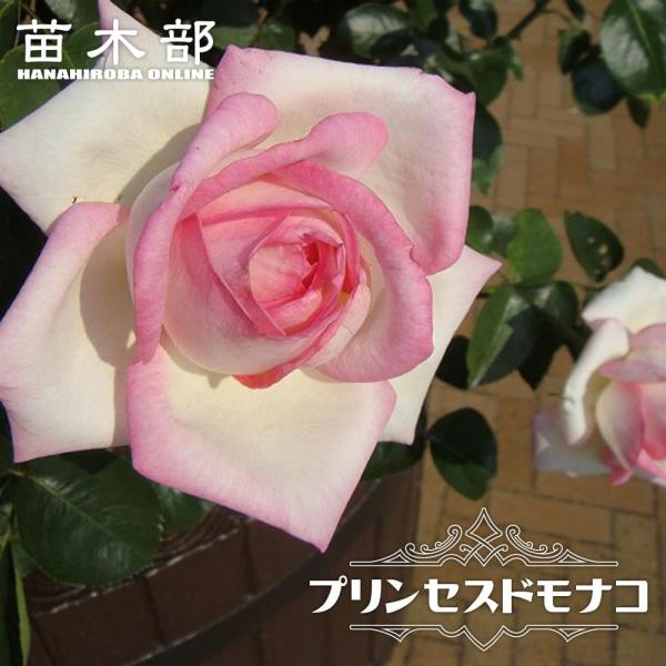 【発売日：2026年04月18日】●品種の特徴ノーブルで堂々とした貴族の装い。モナコ公国王妃グレース・ケリーに捧げられた品種です。とびっきりの美しさを誇ります。白色に鮮やかなピンクの覆輪を乗せ、ゆったりと開く巨大輪はふくよかで見事な品種です...