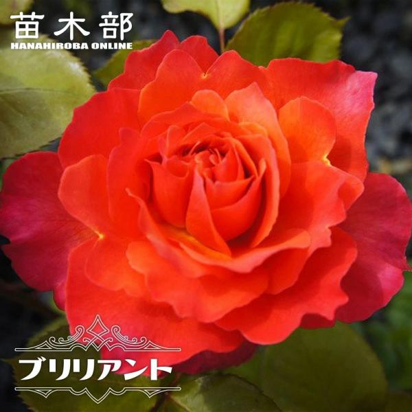 ●品種の特徴中心にオレンジがほんのりとかかり、茜色に染まった夕焼け空のような”輝かしい”朱赤色の花色をしています。明るい丸弁の花びらが、心まで温かく染めてくれるようです。花もちが良いです。ハイブリッド・ティーローズ系のバラは四季咲き、大輪系...