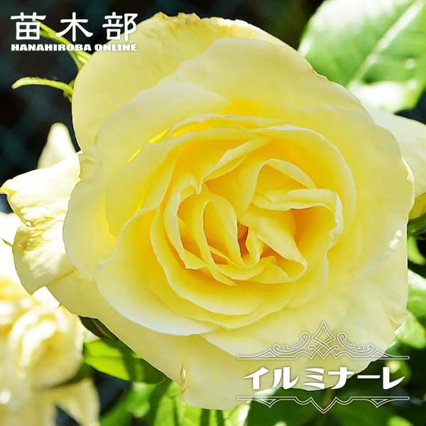 ●品種の特徴大きく育つと房咲きになり圧巻の景観です。花名はイタリア語で「照らす」の意味で、花名の通り周囲がパッと明るくなります。爽やかな黄色の大きな花が房咲きに咲きます。うどん粉病に強い、黒星病に強い。ドイツ本国ではハイブリッドティーですが...