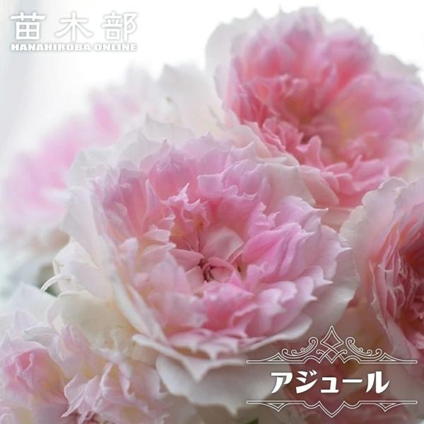 ●品種の特徴アジュールは、白にピンクがかかる透明感のある花びらがギュッと詰まったロゼット咲きのバラです。花弁の先がツンと尖る繊細な作りの花と、甘く上品な香りに引き込まれる魅力があります。四季咲き性も強く、夏も変わらず可愛らしい花を咲かせます...