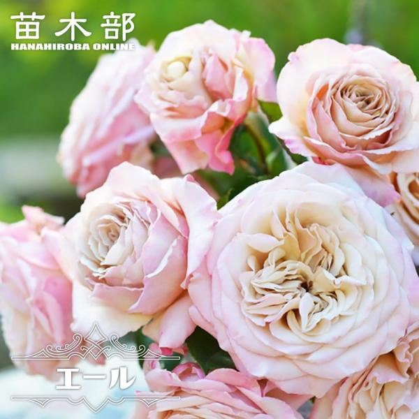 ●品種の特徴「エール」は翼という意味を持つ河本純子氏のヘブンスシリーズです。花の中心のベージュがかったピンクから外側にいくにつれアイボリー、ピンクに優しくグラデーションしていく花色がとてもフェミニン。退色するとアンティークな美しい色になるの...