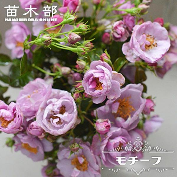 ●品種の特徴「モチーフ」は、小輪の小花がたくさん咲く、可愛らしいバラ、モチーフ編みにちなんで名づけられました。人気の小花が房咲きになるシュラブです。ふわっと花開く丸弁の八重咲。素朴な可愛らしさが魅力。青みがかったモーブ色に中心の黄色がアクセ...