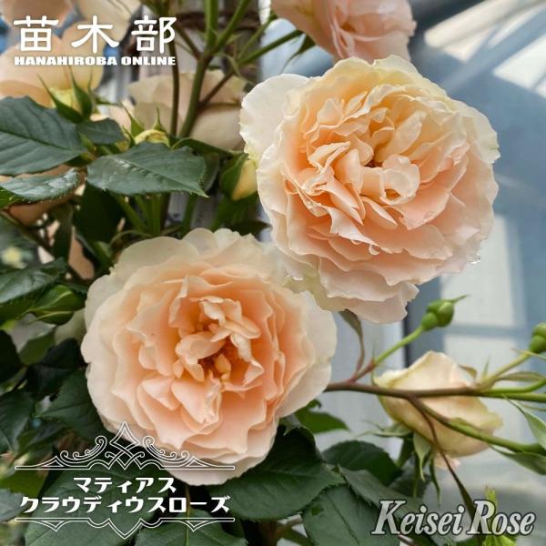●品種の特徴クリミーなアプリコットの優しい花色とふわふわした花弁が魅力の「マティアスクラウディウスローズ」。花径6〜9cmの中大輪咲きで、多くの花を咲かせます。花弁の先に切れ込みが入ることもあります。リンゴのような心地良い香りです。ドイツの...