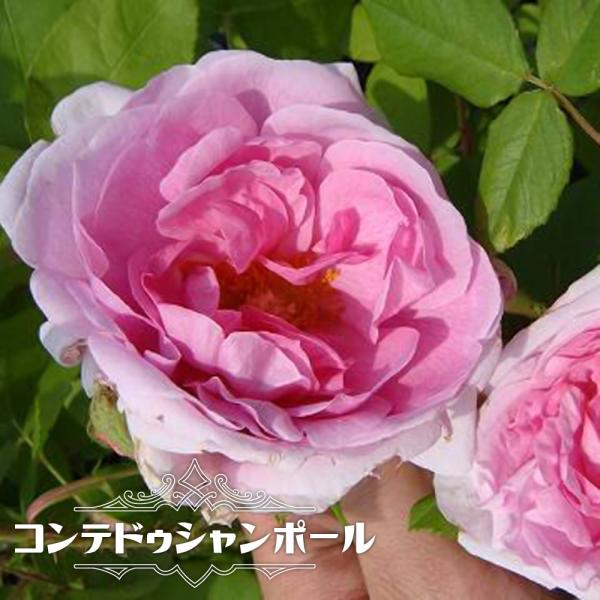 【発売日：2026年04月18日】●品種の特徴「コンテドゥシャンポール」は、伸びやかなイメージのポートランドローズです。耐寒性に優れ、スウェーデン北部でも生育が良いようです。ライラック色を帯びたピンクで、花形はクォーターロゼットです。いかに...