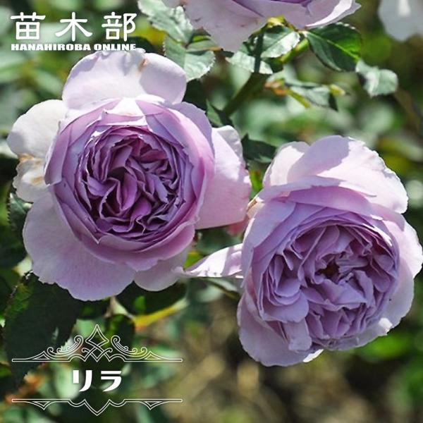 ●品種の特徴藤色、カップ咲きで、ダマスクにティとグリーンの香り。とても美しく魅力的で、最後まで花形が整い淑やかなバラです。リラは耐病性は最強の一歩手前。かなり減農薬でいけます。耐病性があり無農薬栽培でもOKで、1ヶ月に1度の薬剤散布で1年間...