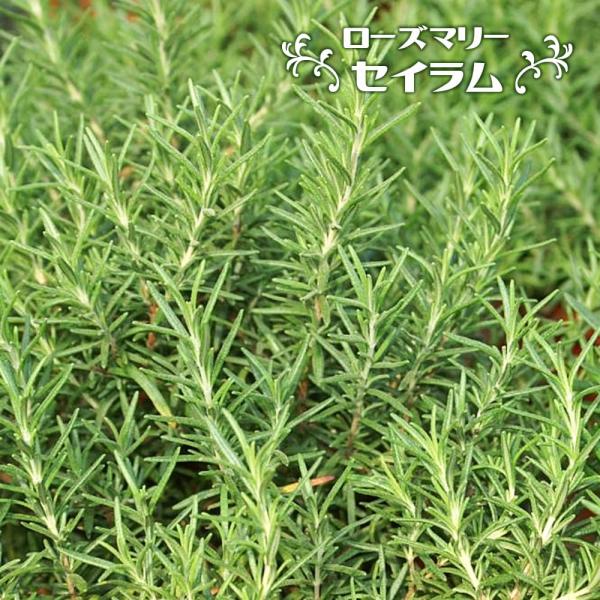 ●品種の特徴「セイラム」はローズマリーの中では比較的耐寒性に優れ、冬季になると葉が赤くなります。立性で2m近くになる成長が早く強健な品種です。ローズマリーは古来より人々の暮らしに利用されてきました。【飲食用】ハーブティー、肉料理・焼き菓子の...