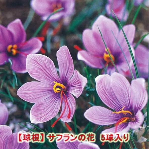 【発売日：2026年08月04日】●品種の特徴10〜11月の秋に薄紫色のかわいらしい花を咲かせるサフラン。花が咲いた後は、春まで細長い葉を長く伸ばし、その後、休眠期を迎えます。庭植えでも鉢植えでも育ちますし、水だけの水耕栽培も可能です。さら...